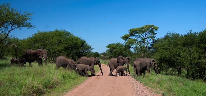Somalia joins Africa-led initiative to protect elephants - Hiiraan Online